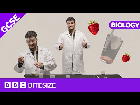 GCSE Biology | Practical - Extracting DNA