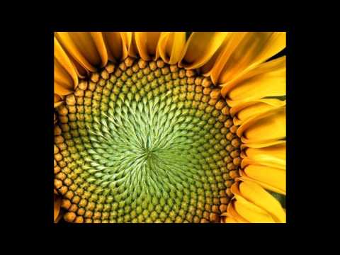 Patterns in nature