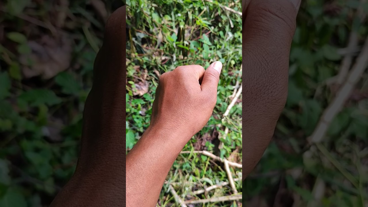 SUPER GREEN AND BIG INSECT #anyuniqueanimals #insects #wildlife #mantis