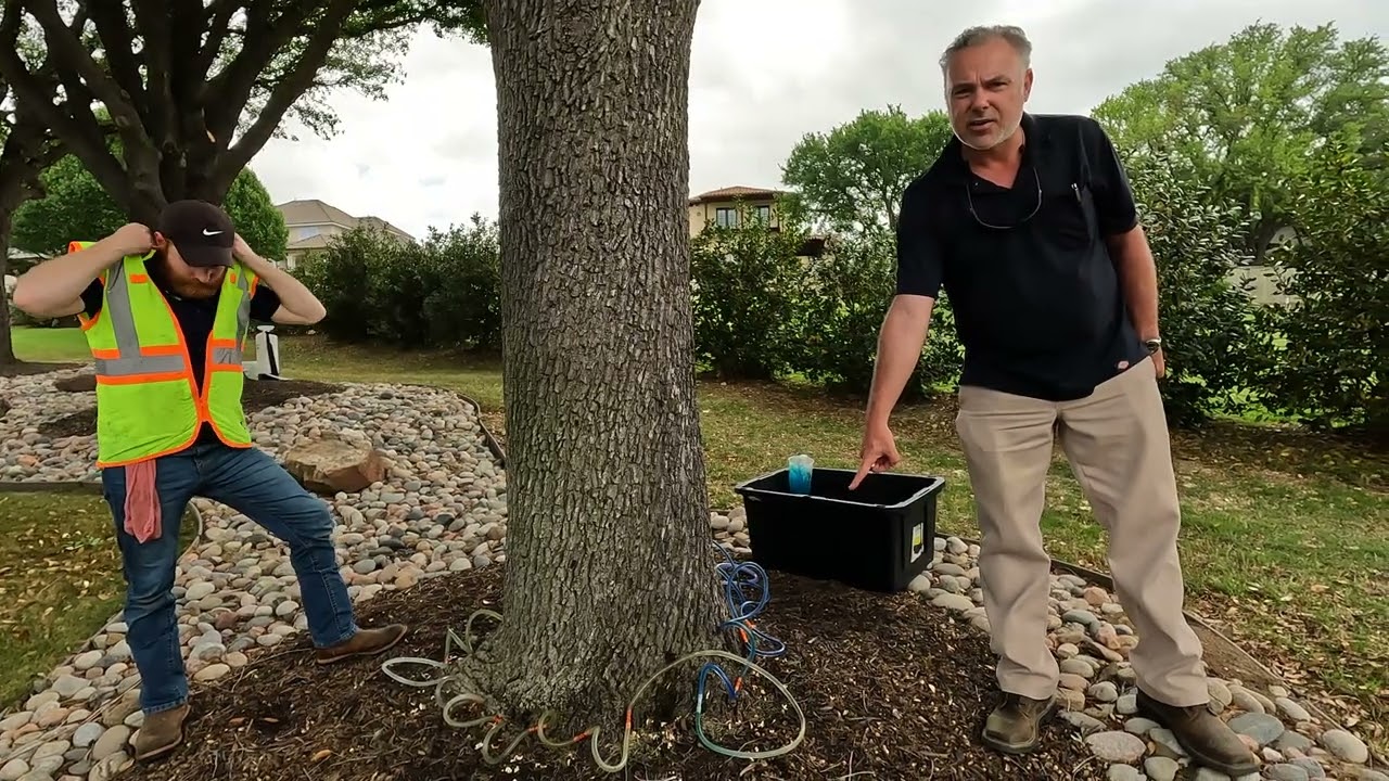 Oak Wilt Treatment by TelaTree Arborist Matthew Clemons