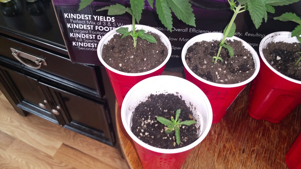 Kind LED K5 750 seedling introduction