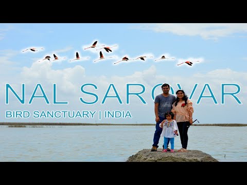 Nal Sarovar Bird Sanctuary | Gujarat #BirdSanctuary #NalSarovar #FamilyExcursion #Gujarat
