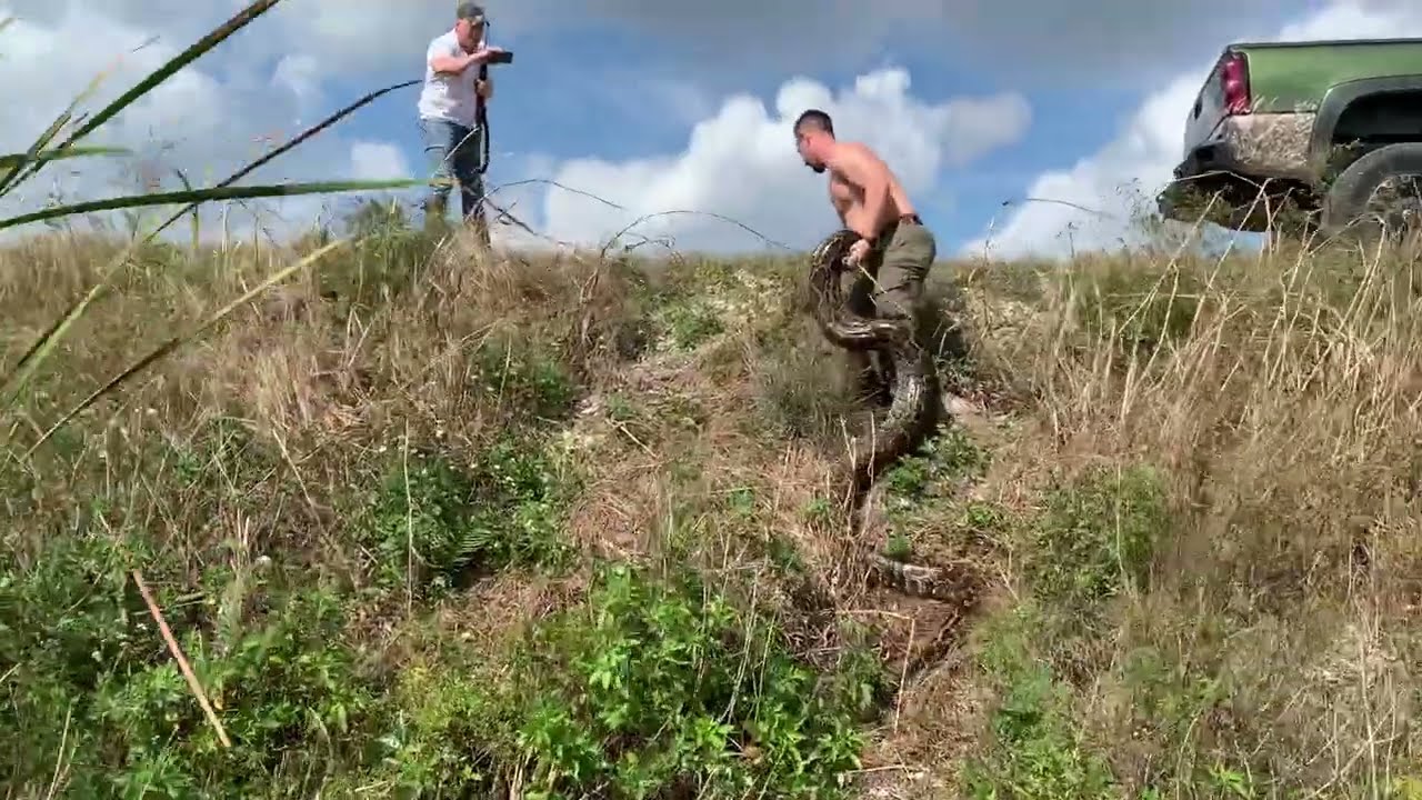 Massive 15' Python raw footage