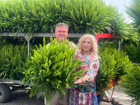COUNTRY GARDENS FERNS 2025