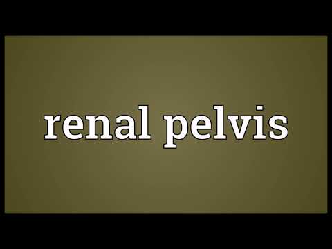 Renal pelvis Meaning
