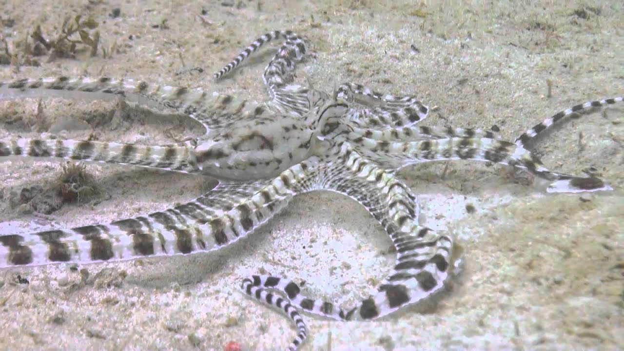 Fisheye Focus:  Mimic Octopus