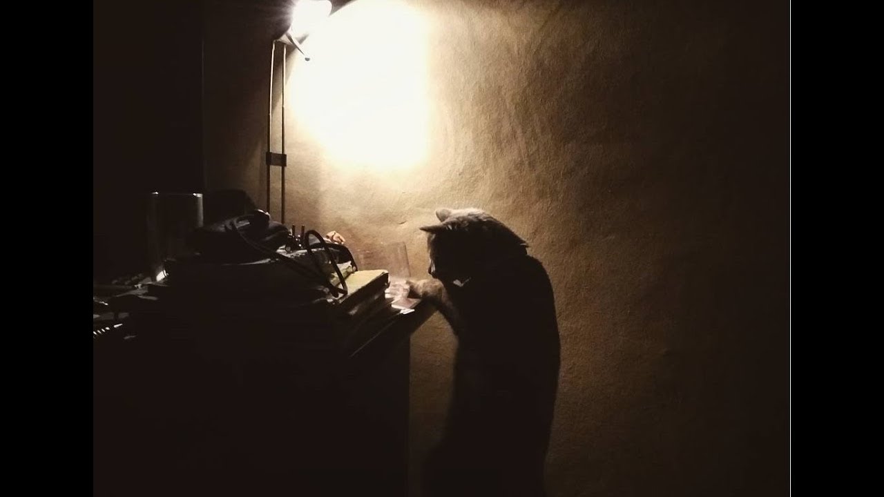 Paranormal Cativity, Two Legs Walking Cats Compilation