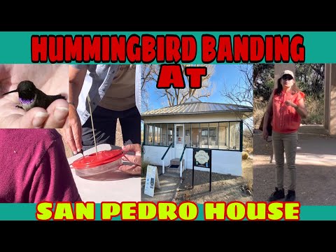 HUMMINGBIRD BANDING AT SAN PEDRO HOUSE, Sierra Vista, Az.