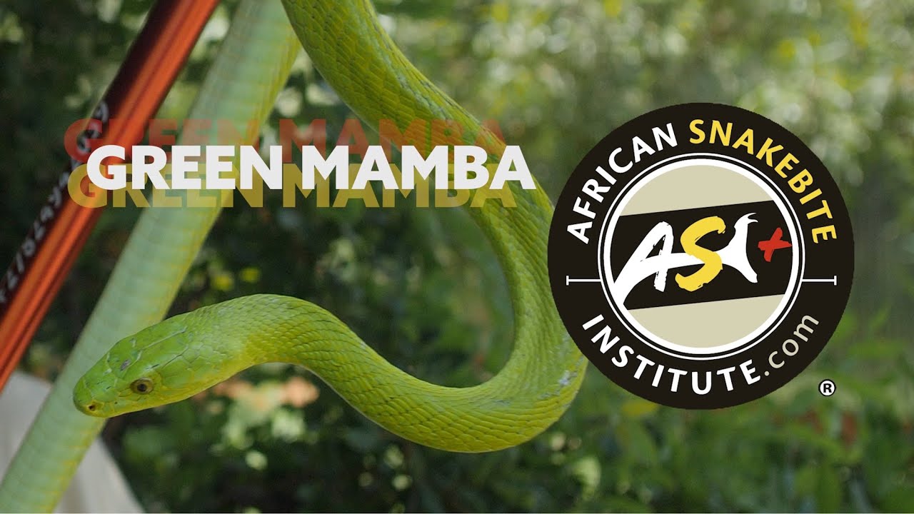The Deadly Dozen - Green Mamba (Dendroaspis angusticeps)