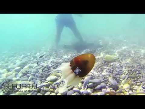 Greek Scientists Design Octopus Inspired Robot That Moves Fast Under Water