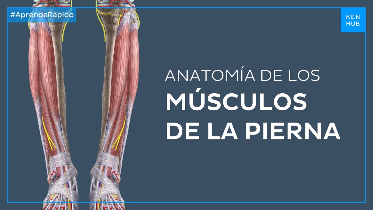 Músculos de la pierna: Anatomía y funciones - Anatomía Fácil | Kenhub