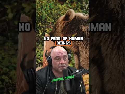 Why Grizzly Bears Fear Humans Less in Montana | Glenn Villeneuve & Joe Rogan #jre #shorts