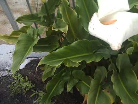 🔵 Arum Lilly - Plants - ESL British English Pronunciation