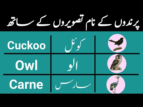 Birds Names in English with Urdu Meanings|Learn Birds Names With Images