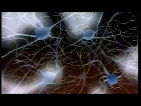Synapse