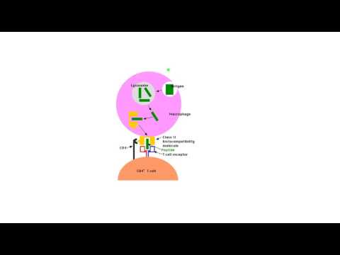 Helper T Cell Activation Tiny Teach