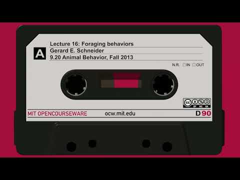 Lec16: Foraging behaviors