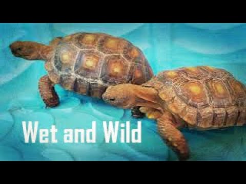 WET and WILD! TORTOISE CARE -Tortoises Need Water, How do I water my desert tortoise?