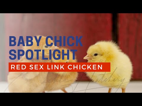 Red Sex Link Chicken Breed | Cackle Hatchery