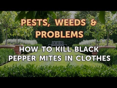 How to Kill Black Pepper Mites in Clothes