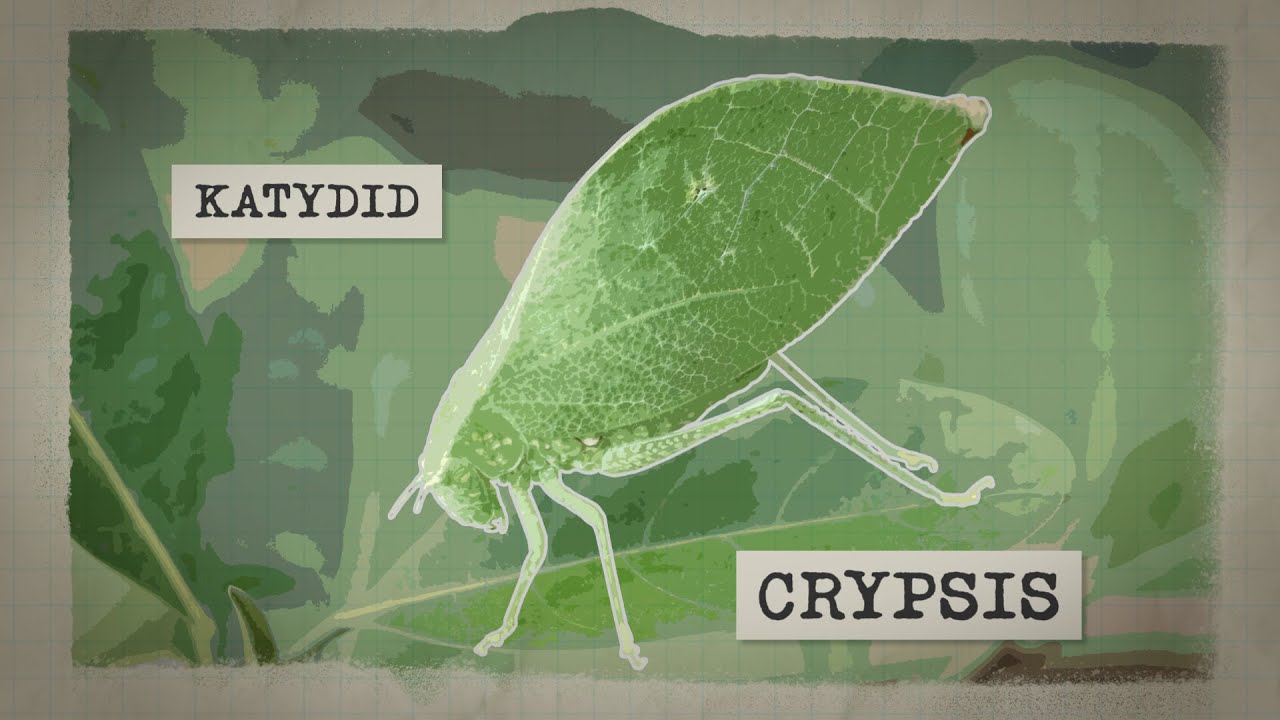 How Insects Hide in Plain Sight