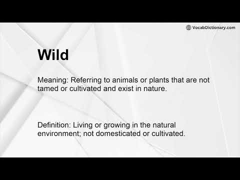 Wild Meaning