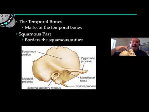 Cranial Bones