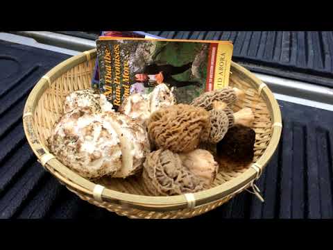 California Mushroom Hunting : Morel