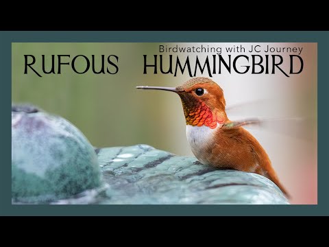 Rufous Hummingbird - Amazing Migratory Birds | Garden Fuchsia and Birdbath | Backyard Birdwatching