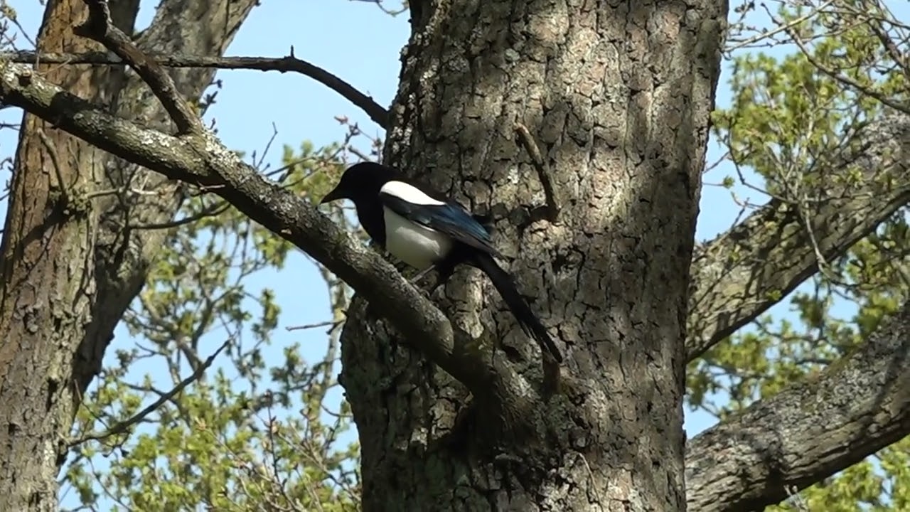 An Epping Forest Documentary
