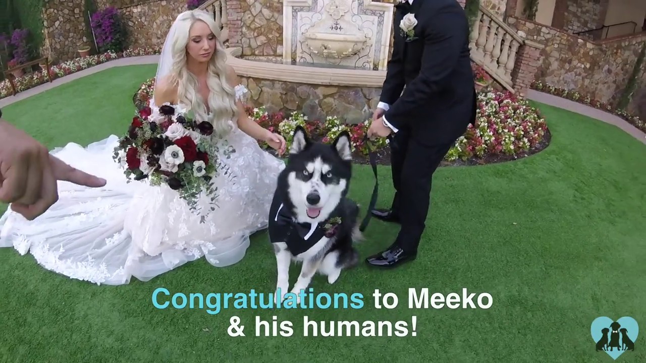 FairyTail Weddings - Meeko the Husky at Bella Collina