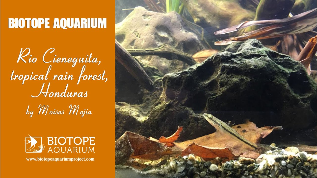 Rio Tulian near estuary, Honduras – BAP