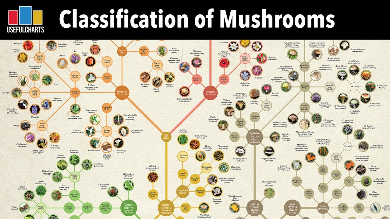 Classification of Mushrooms & Other Fungi