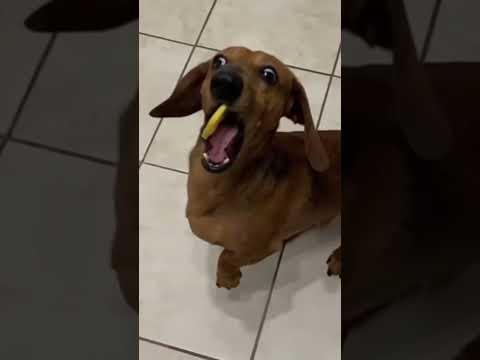 Dog eating lemon #doglover #cute #pets