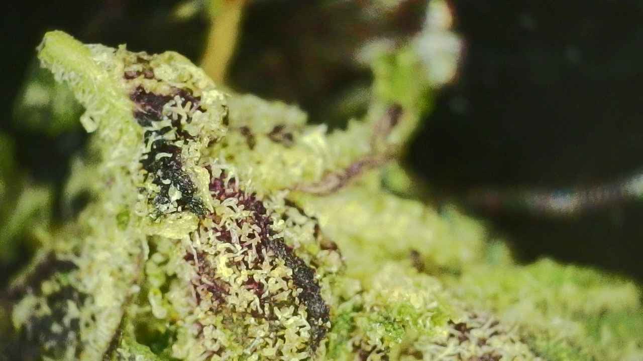 Blue Nerdz By SHM Plus New Device!