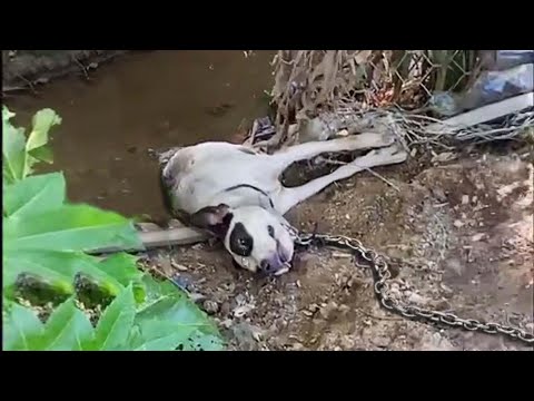 He lay silently by the river, broken and trembling, waiting for someone to care he was alive!