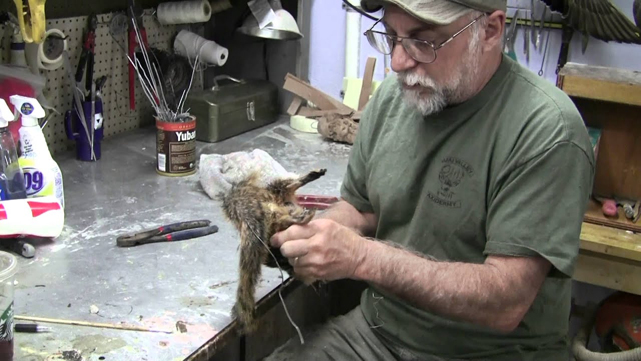 Testas Tuesdays Tips Squirrel Mount Part 1