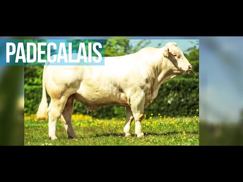 PADECALAI - Du squelette et des qualités maternelles à la carte