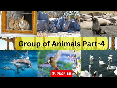 Animals Group Name | Group of Animals | Collective Nouns for Animals| IEO | Group of Animals Part-4