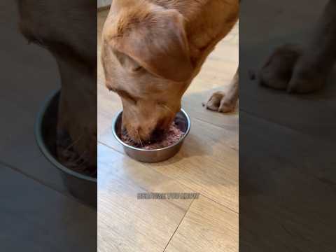 Is raw dog food worth the price?