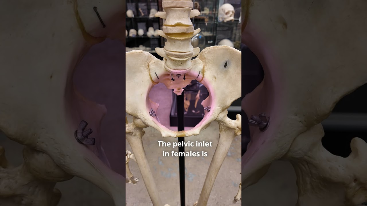 Key Differences Between Male and Female Skeletons | Human Skeletal Anatomy