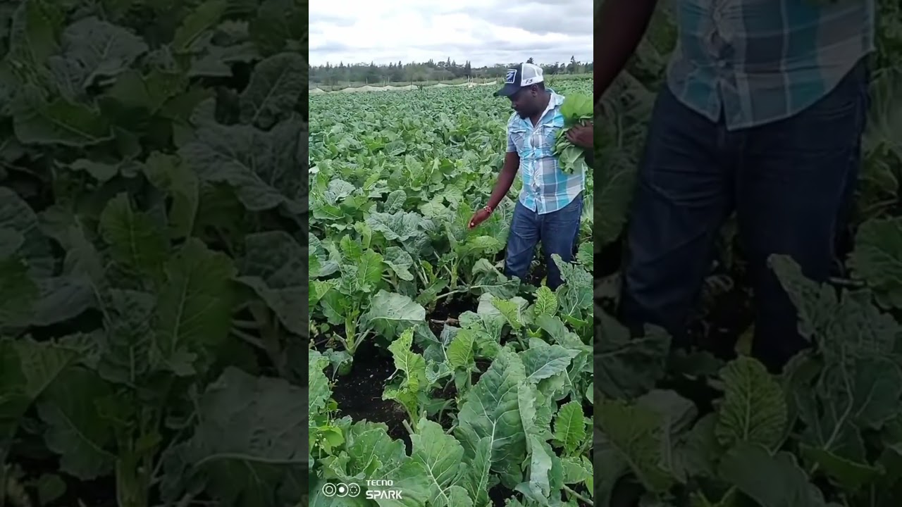 Harvest sukuma wiki