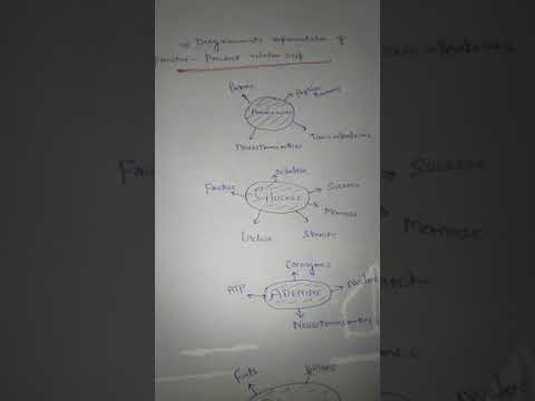 Precursor product relationship..11th biotechnology