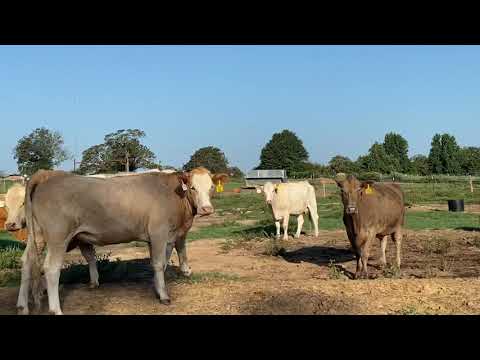 6 Hd of Charlais cross cattle. 3-5 yr olds. 950 each