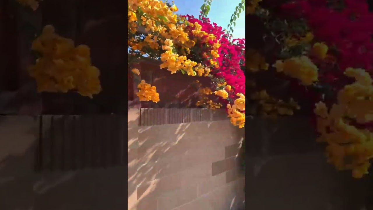 Bougainvillea Colorful Garden Collection | Vibrant Bougainvillea Varieties #bougainvillea #garden