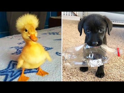 Funniest Animals 2024 π Best Funny Cats and Dogs π»πΆ Part 23 | Cute Baby Dogs
