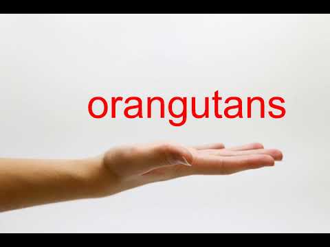 How to Pronounce orangutans - American English