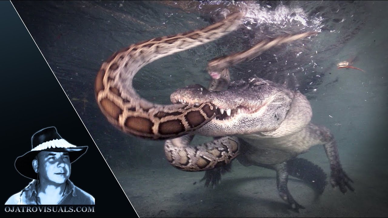 Alligator Attacks Python Underwater 01