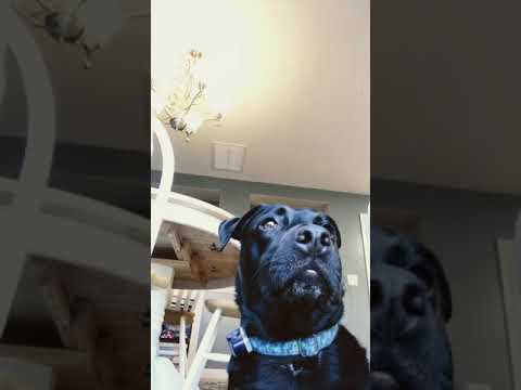 Funny dog clip about report card