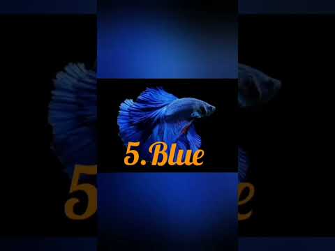 Top 5 Betta fish colour